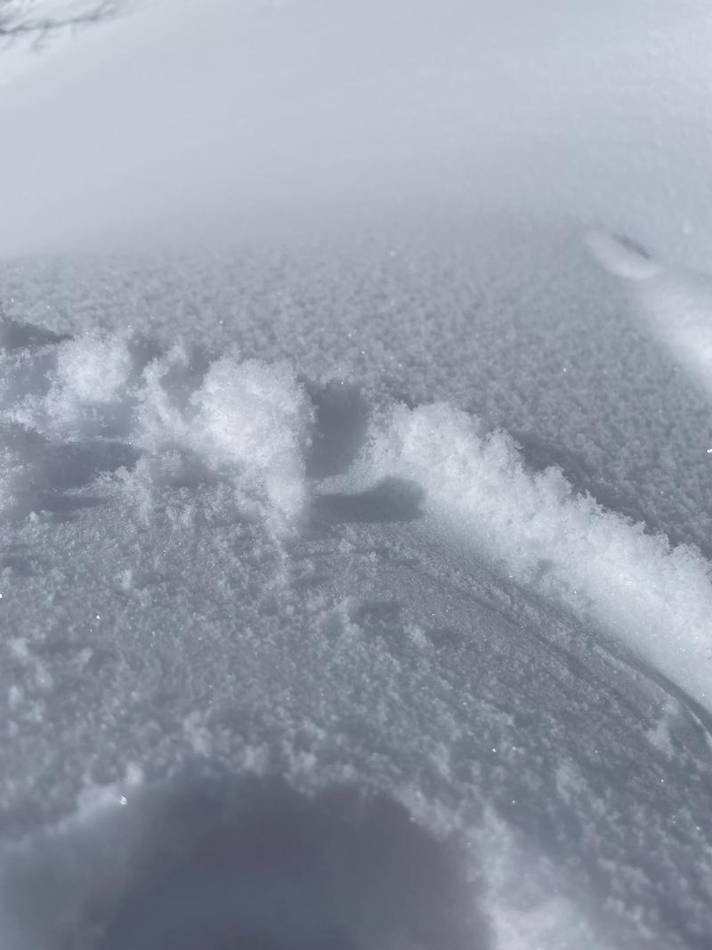 Observation: Emma Ridges - Utah Avalanche Center