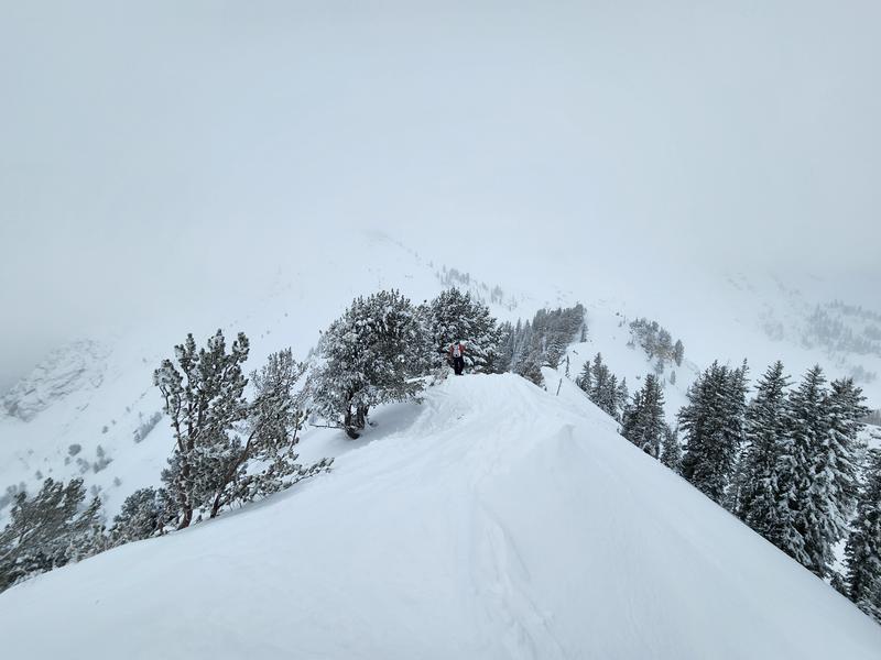 Avalanche: Two Trees - Utah Avalanche Center