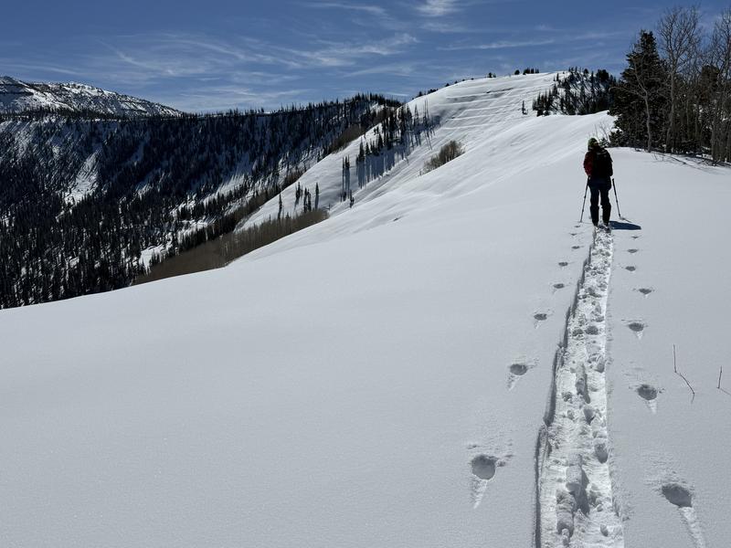 Avalanche: South Fork - Utah Avalanche Center