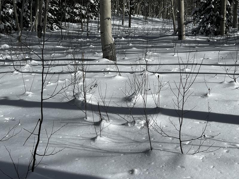 Observation: Mid Canyon Big Cottonwood - Utah Avalanche Center